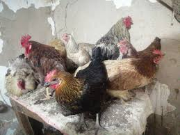 Продаются домашние куры и цыплята