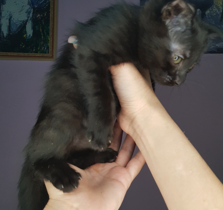 Скоттиш страйт породистые котята