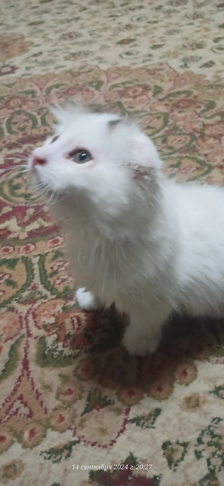 Котята - вислоухие ,