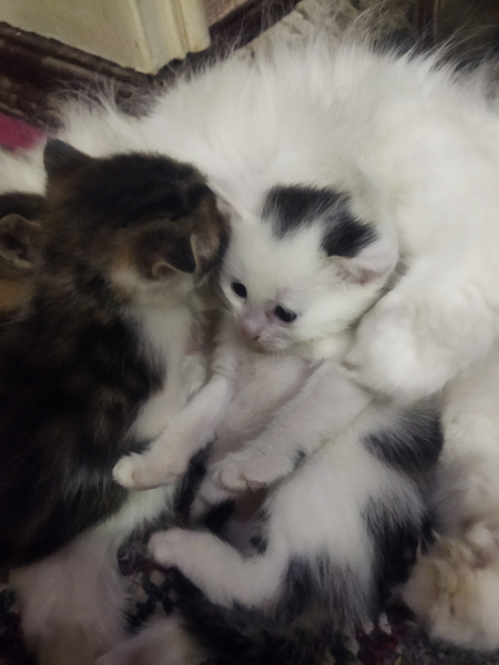 Отдам котят в добрые руки