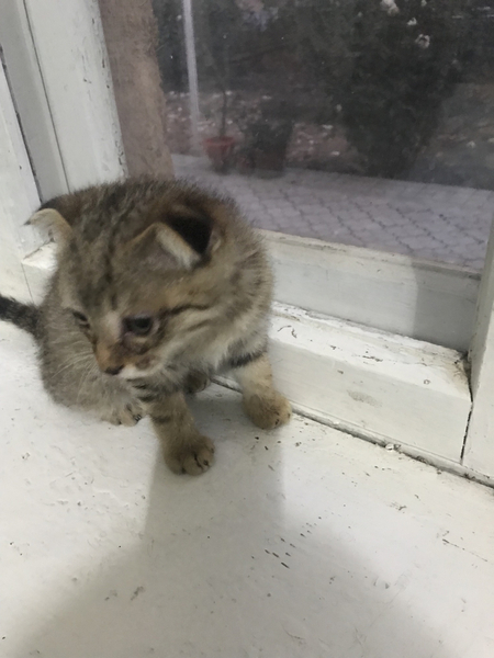 Британкий Вислоухий котенок продается