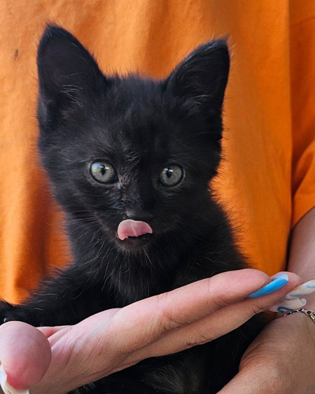 Котята в добрые ручки
