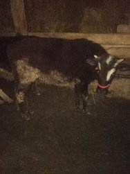 Ikkita gunojin sotiladi.1 yarim yashar soglom.qisir boqiladigan narxi