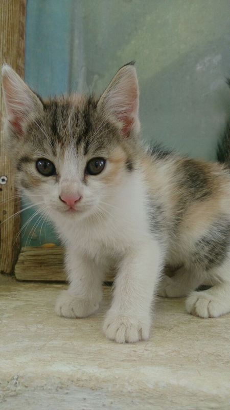 Котята (mushukchalar)