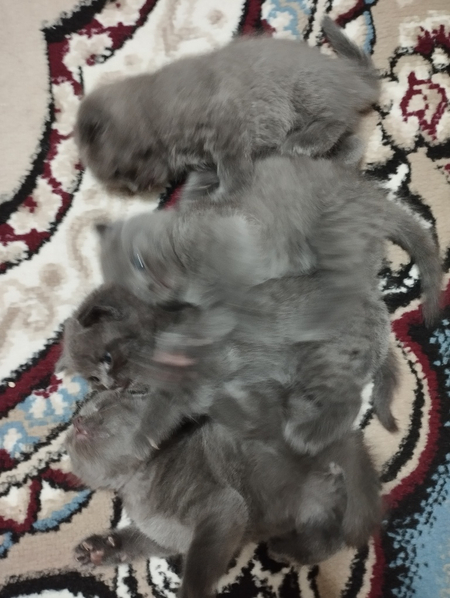 Продается котёнка