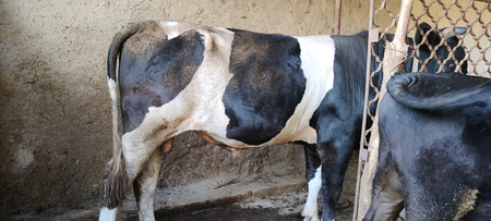 Jaydari Buqa 2.5yosh