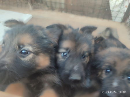 Продаются клубные щенки немецкой овчарки