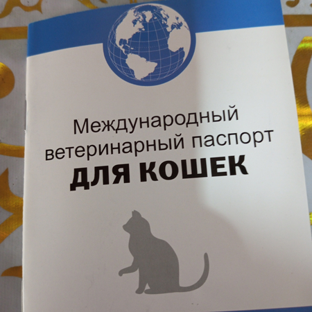Кошка скоттиш фолд связка девочка