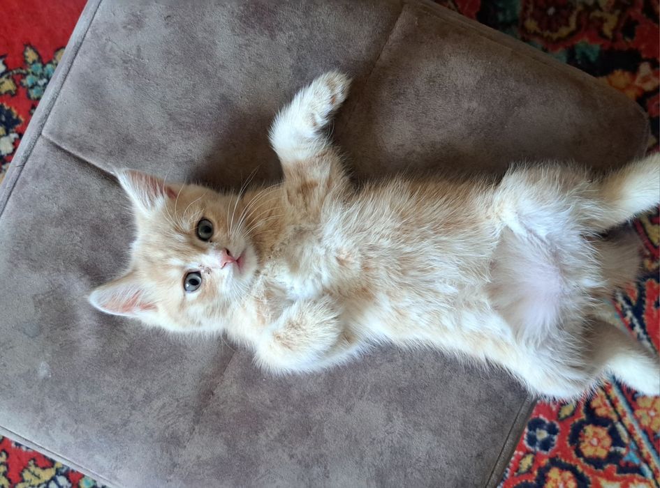 Шотландская прямоухая кошка