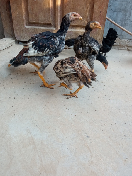 Bobo xo\\\'roz va jo\\\'jalar bor