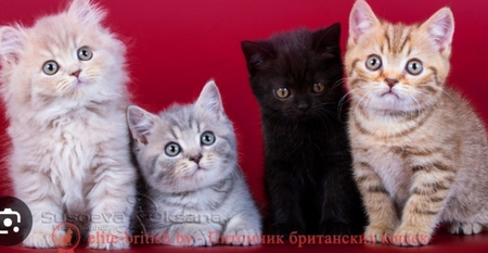 Продаются котята мама британская короткошёрстная.