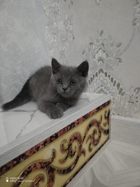 Британский мушукча