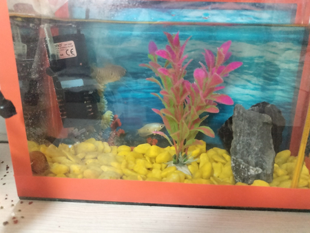 Akvarium sotiladi ichidegi hamma narsasi blan