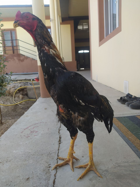 Dakan xoʻroz sotiladi 11 oyli