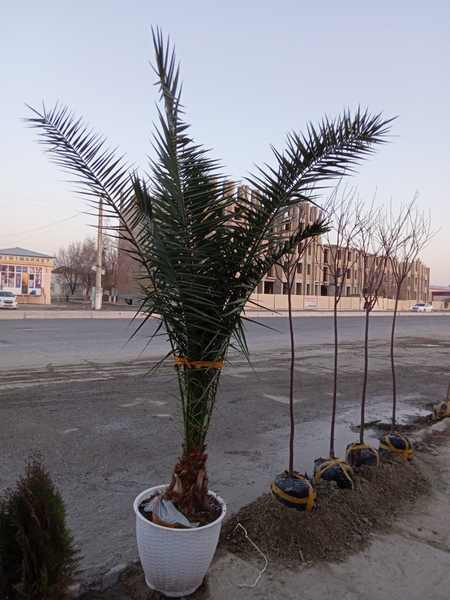 Manzarali daraxtlar