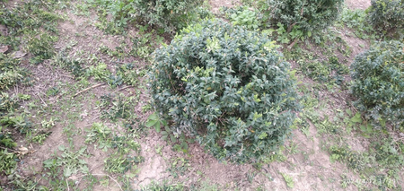 Manzarali shamshod daraxtlari.