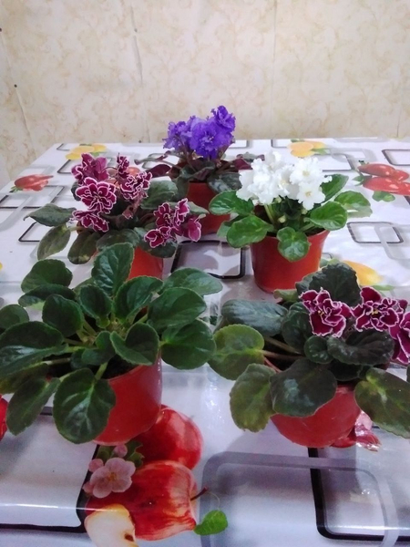 Фиалки сортовые комнатные