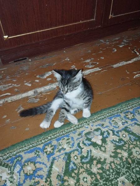 В добрые руки
Бесплатно