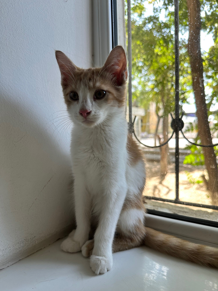 Срочно котёнок ищет дом