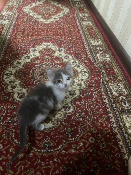 Котенок бесплатный Ташкент Мальчик