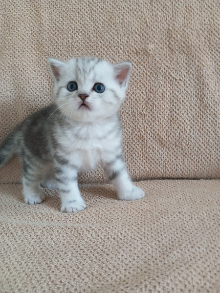Котята  шотландцы мальчики
