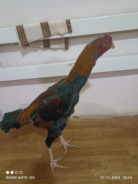 Tulak sotilodi bir gõz