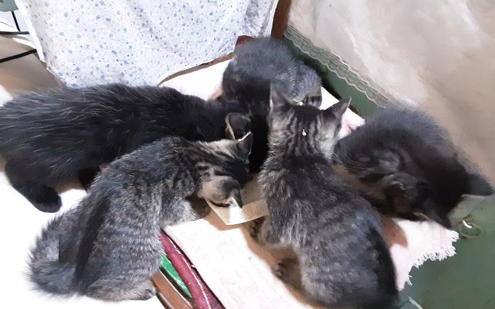 Желающим приобрести бесплатно домашнего котёнка обращайтесь!