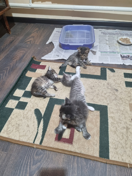 Отдам даром котят