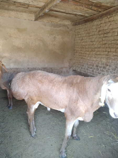 Oladiganlar tel qililar
