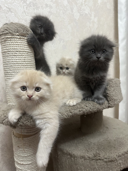 Котята скоттиш фолд и скоттиш страйт