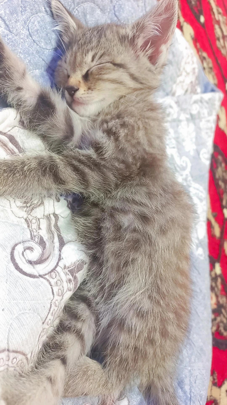 Кошка, 1.5месяца