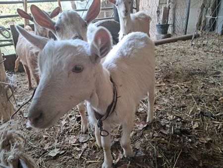 Zanen echkilari sotiladi