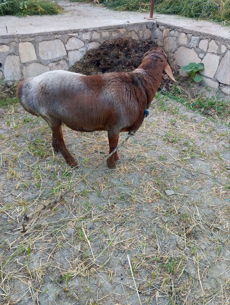 Tagall 2 yilik quloqlari butun