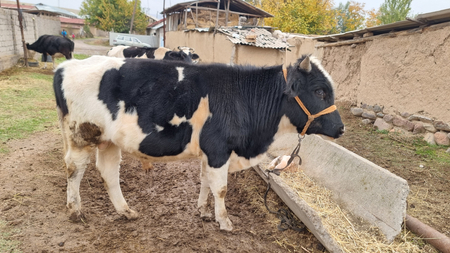 Buqa sotiladi 1 yarim yashar