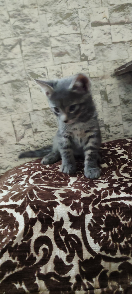 Котята 2 месяца в хорошие руки