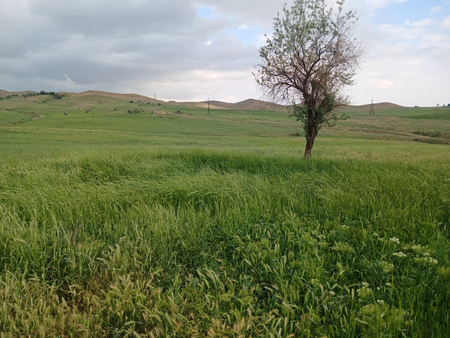 Ferma sotiladi baliq yetishtirish uchun 3 ta koli ham bor