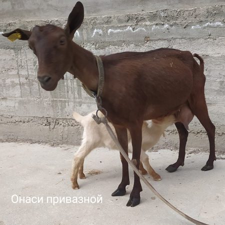 Эчки мурсиана 1 ёш 3 млн ками бор
