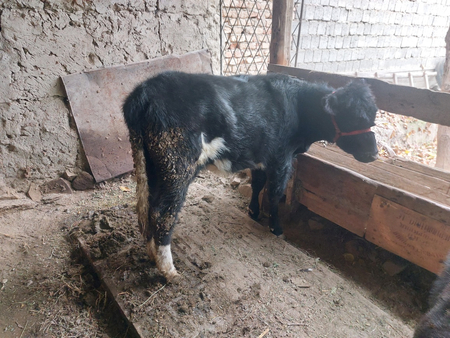 Mollar sotiladi srochna ikkovi bir joyga