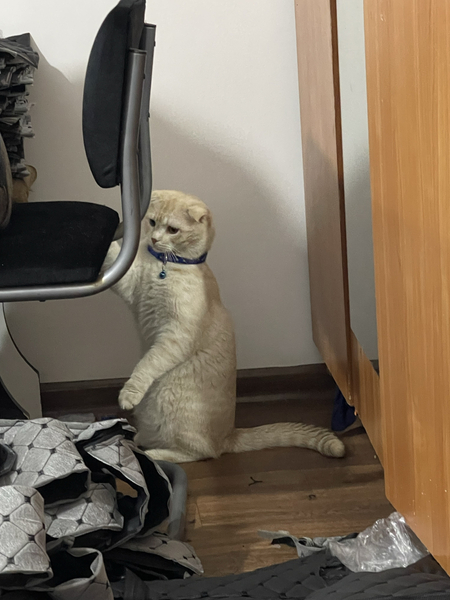 Скоттиш фолд сотилади