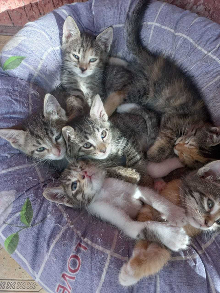 Котята 2 месячные