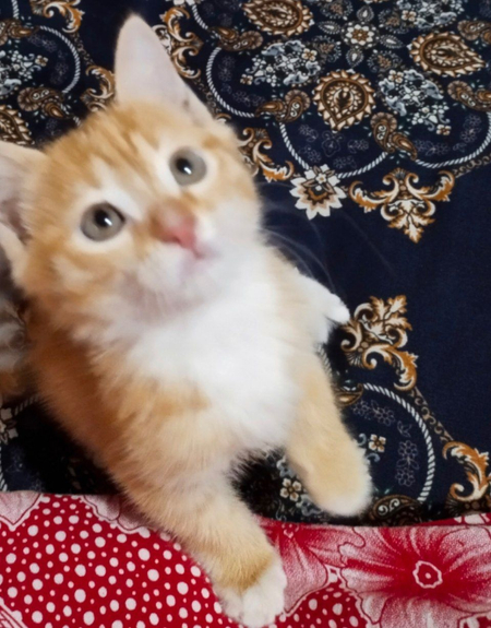 Mushuk bolasi 2 yarim oylik