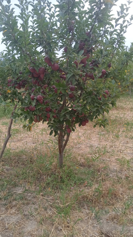 Baxmal olmalari sotiladi