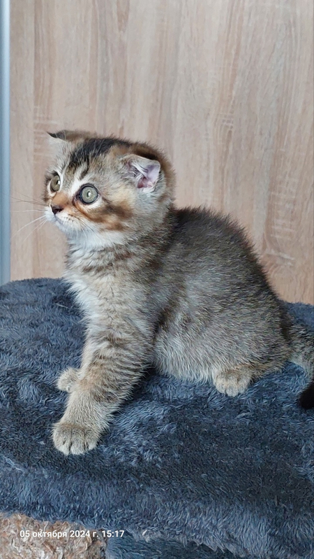 Скоттиш фолд scottish fold
