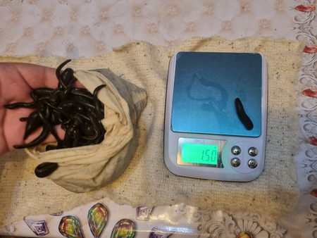 Zuluk пиявка faqat optom kami 1000 dona / donagayam bor, dostavka bor