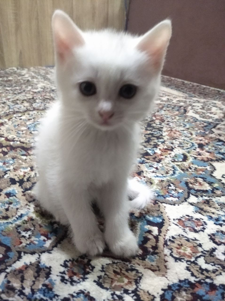 2 oylik Turkish angora