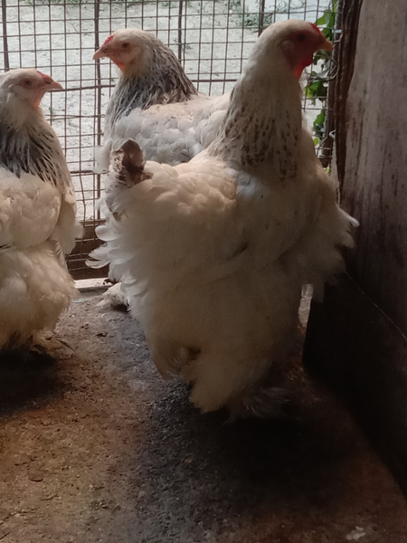 Продам молодых курей и петухов породы брама все прививки зделаны !