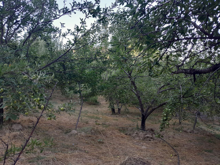 Yer uchastkasi sotiladi