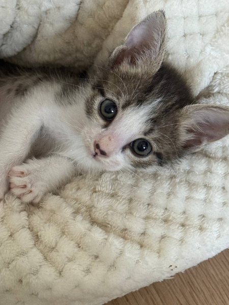 Котёнок. Очень умный