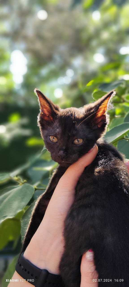 Котёнок, мальчик, 2 месяца
