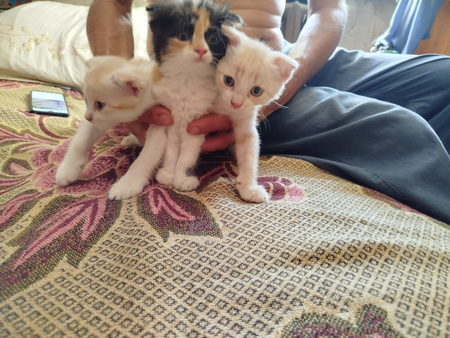 Продам 3-х котикоа породы Шотландской вислоухой.  Возраст 2 месяца.